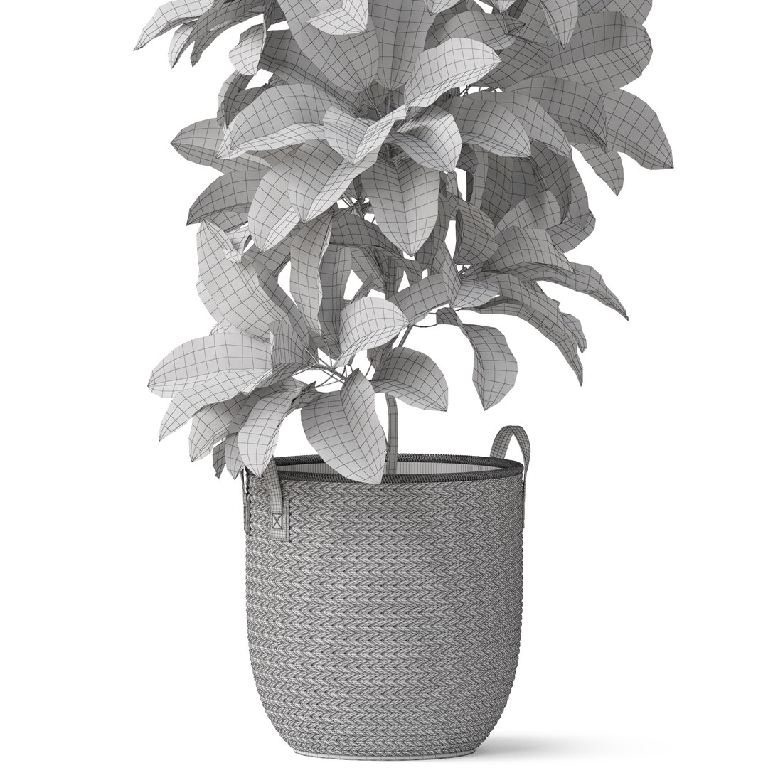 Plants Collection 810 Model - TurboSquid 1963642