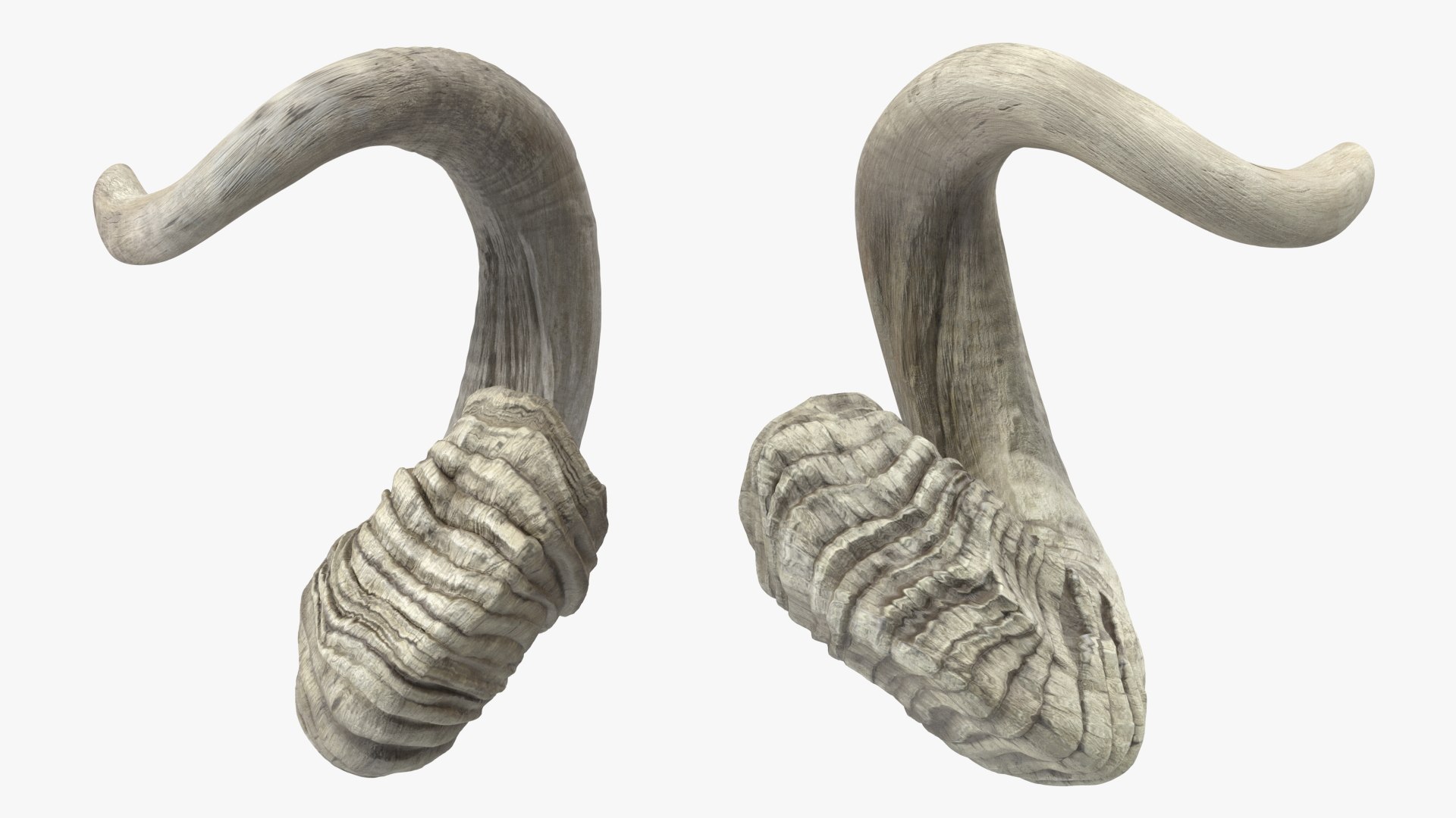 Old Ram Horns 3D model - TurboSquid 1953134