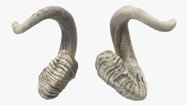 modelo 3d Cuernos de Carnero Viejos - TurboSquid 1953134