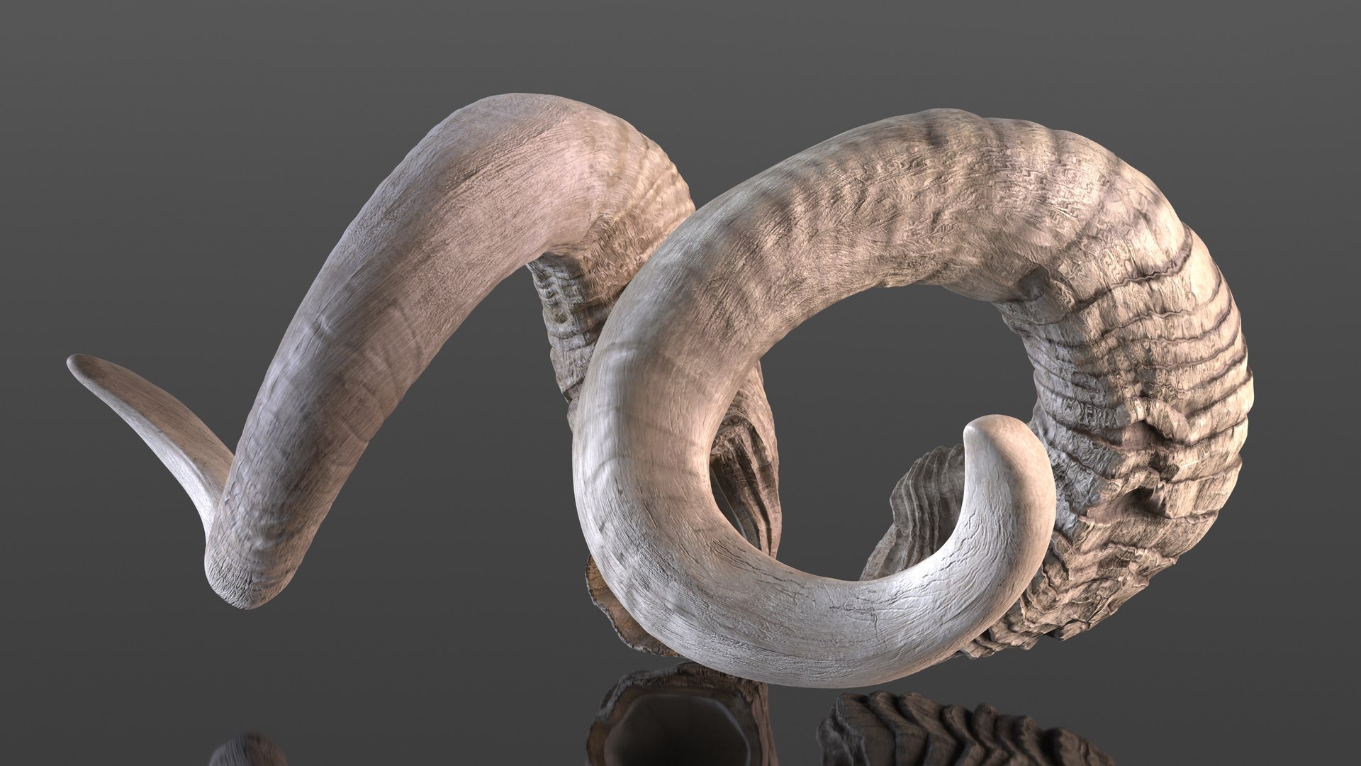 Old Ram Horns 3D Model - TurboSquid 1953134