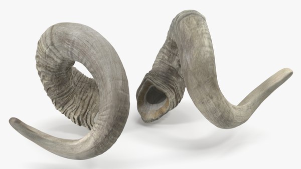 modelo 3d Cuernos de Carnero Viejos - TurboSquid 1953134