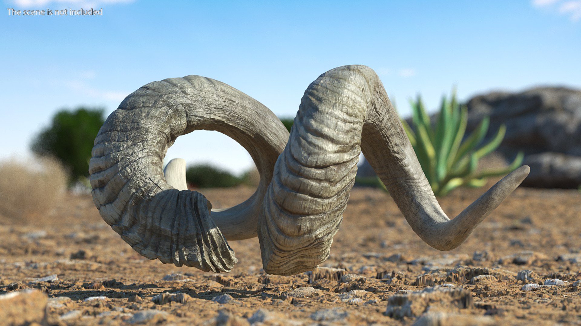 Old Ram Horns 3D model - TurboSquid 1953134