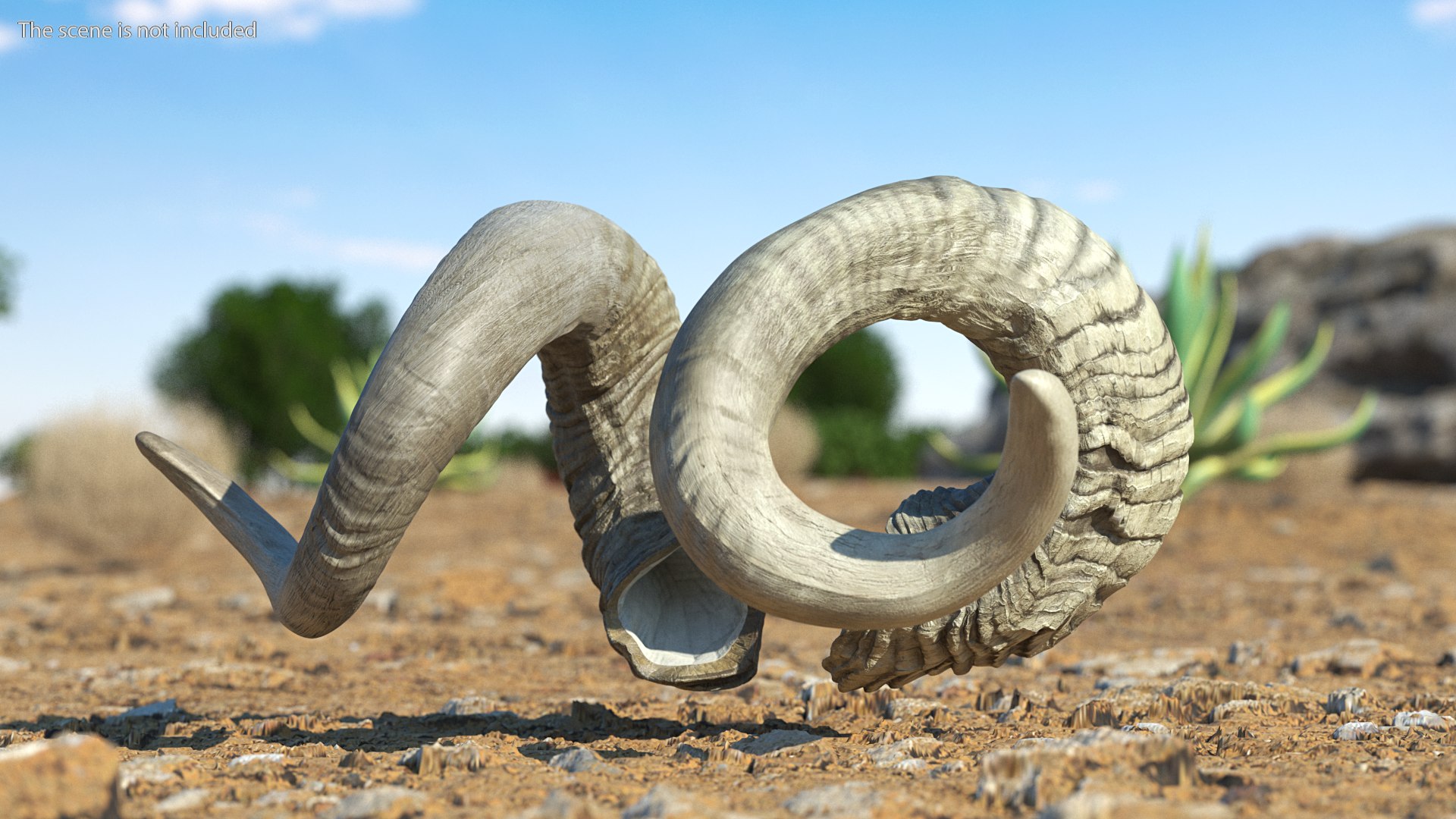 Old Ram Horns 3D model - TurboSquid 1953134