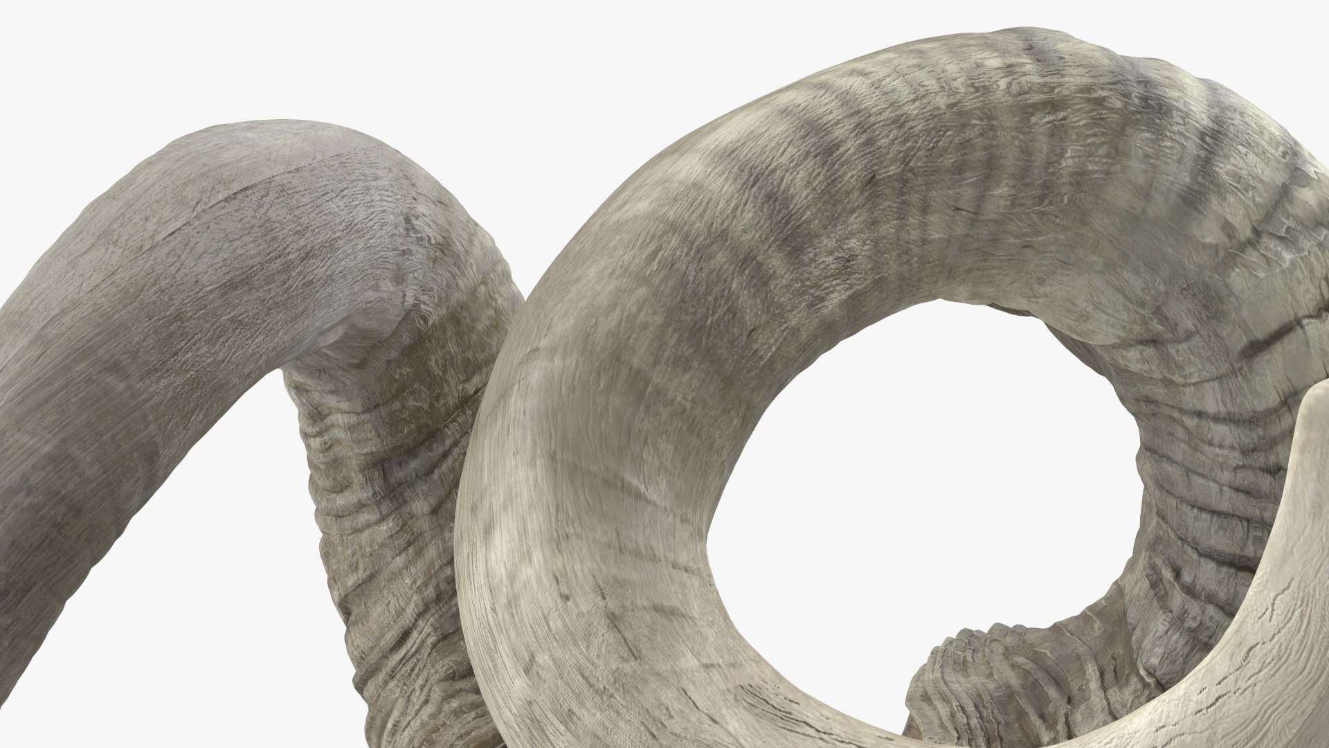 Old Ram Horns 3D model - TurboSquid 1953134