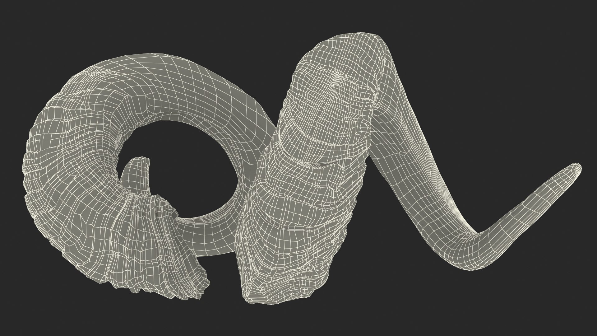 Old Ram Horns 3D model - TurboSquid 1953134