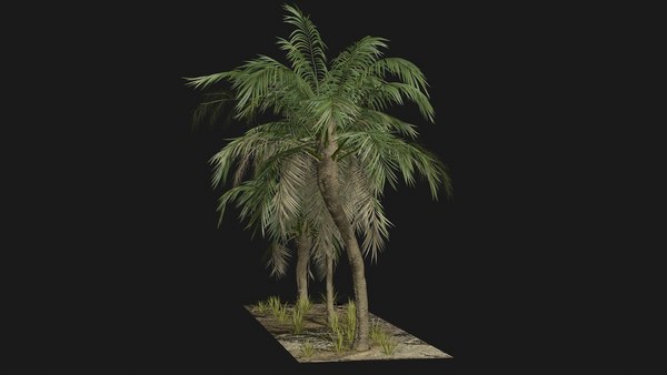 Tropical Palm 3 trees 3D model - TurboSquid 1779599