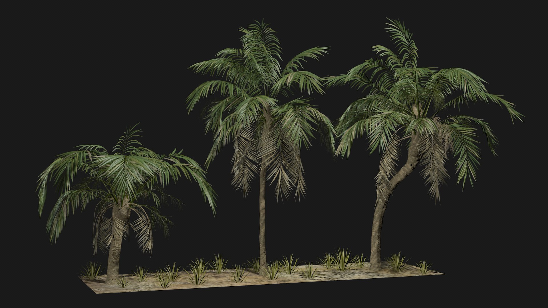 Tropical Palm 3 Trees 3D Model - TurboSquid 1779599