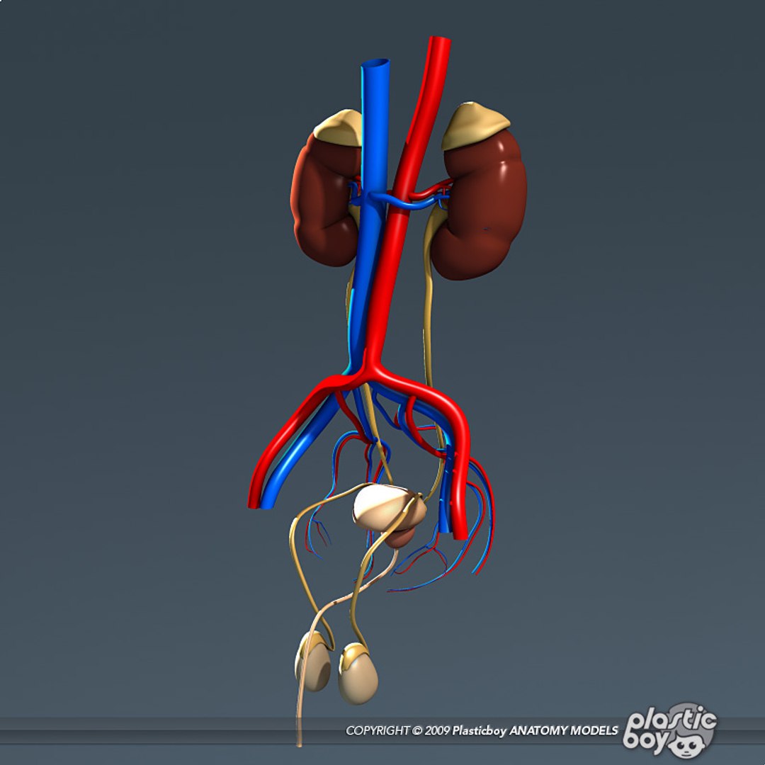 Medically Male Urinary Reproductive 3d Model