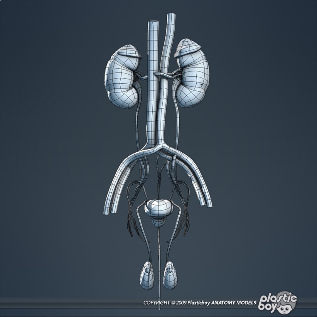 Medically Male Urinary Reproductive 3d Model