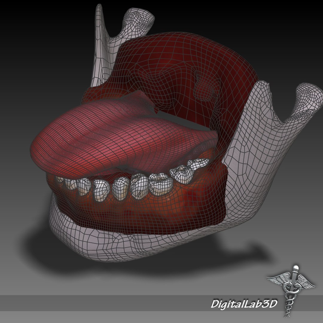3d Human Senses Ear Nose Model