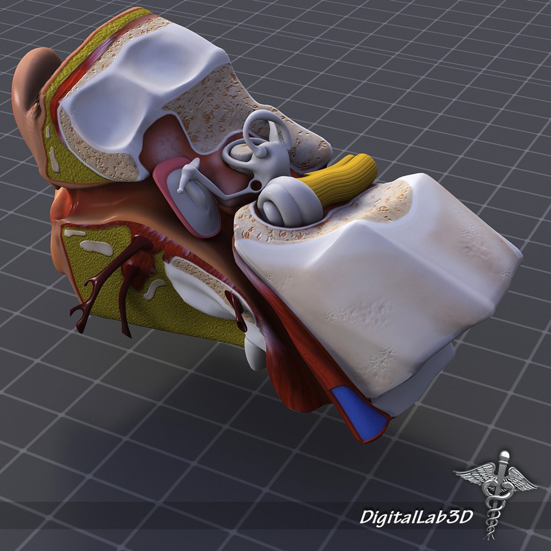3d Human Senses Ear Nose Model
