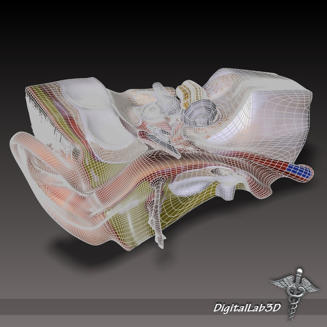 3d Human Senses Ear Nose Model