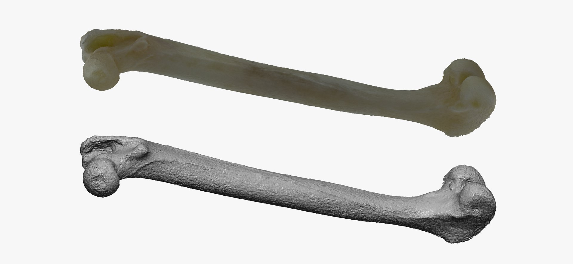 Domestic Cat Femur Bone 3D - TurboSquid 1598729