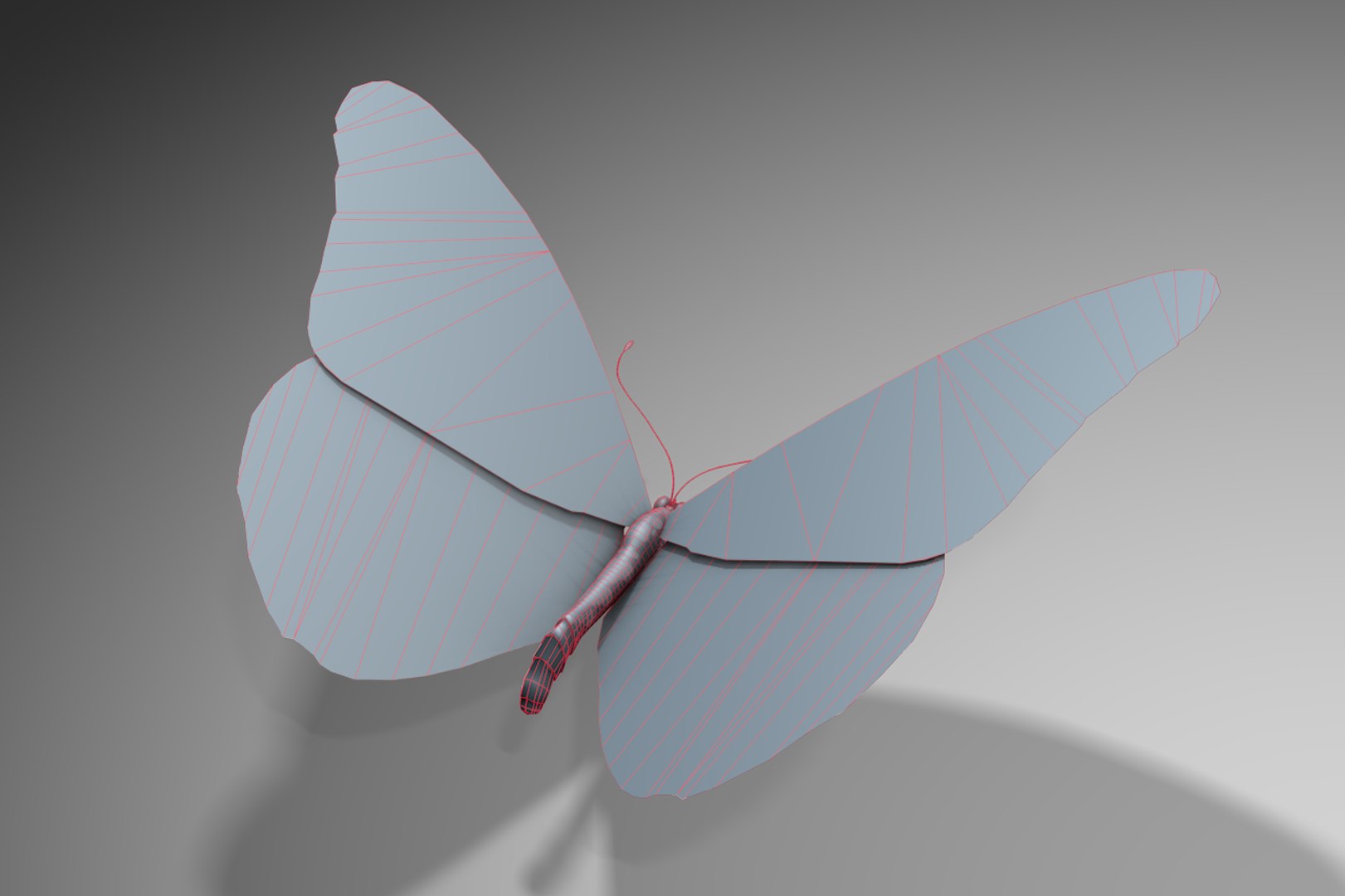 Insect Invertebrate Nature C4d