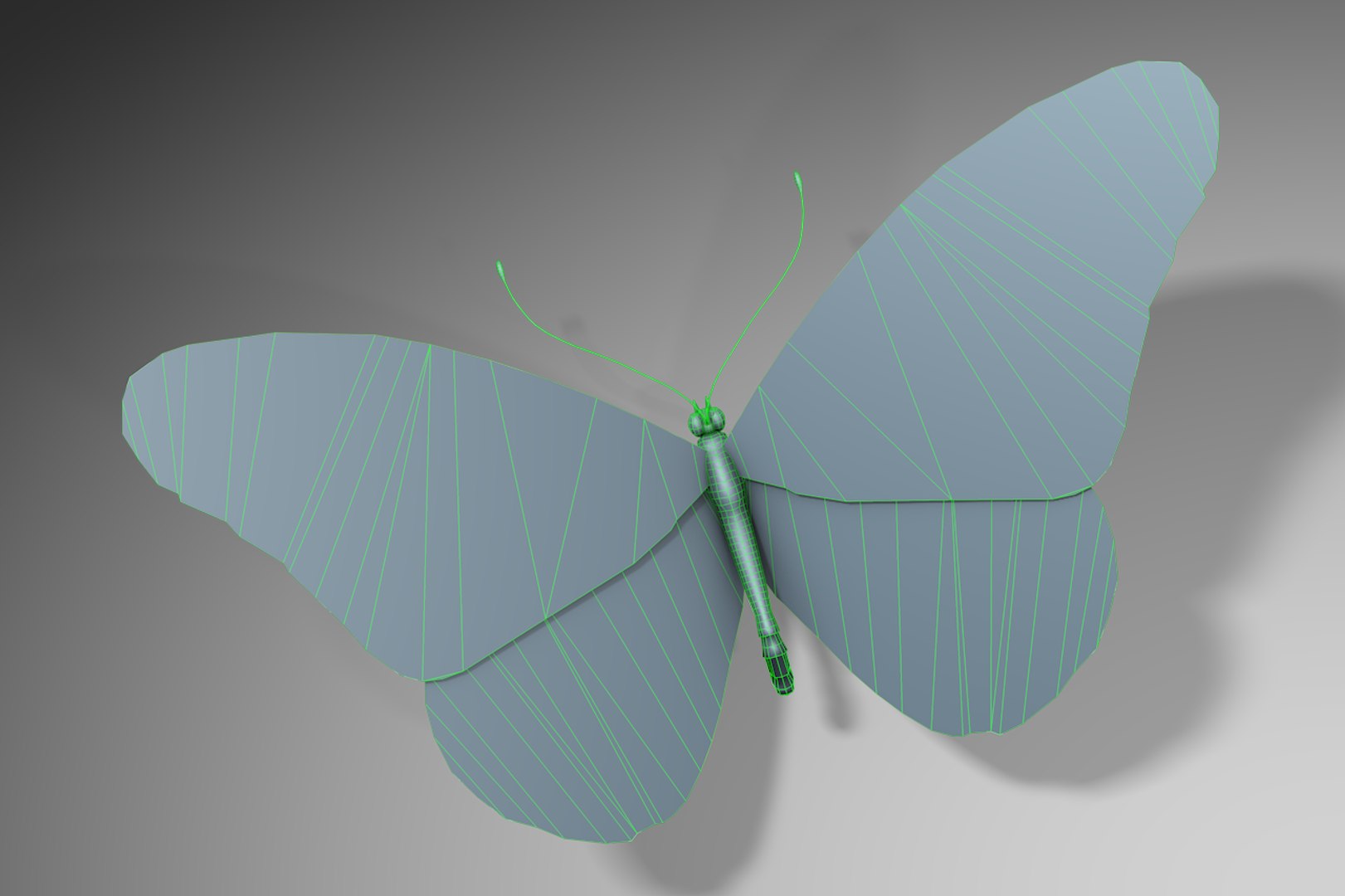 Insect Invertebrate Nature C4d