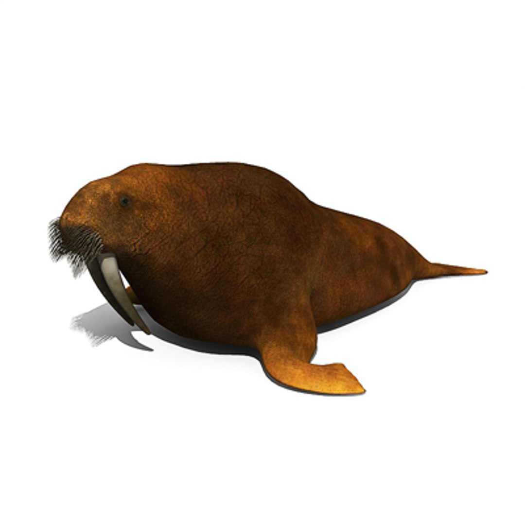 3d Walrus Large Flippered