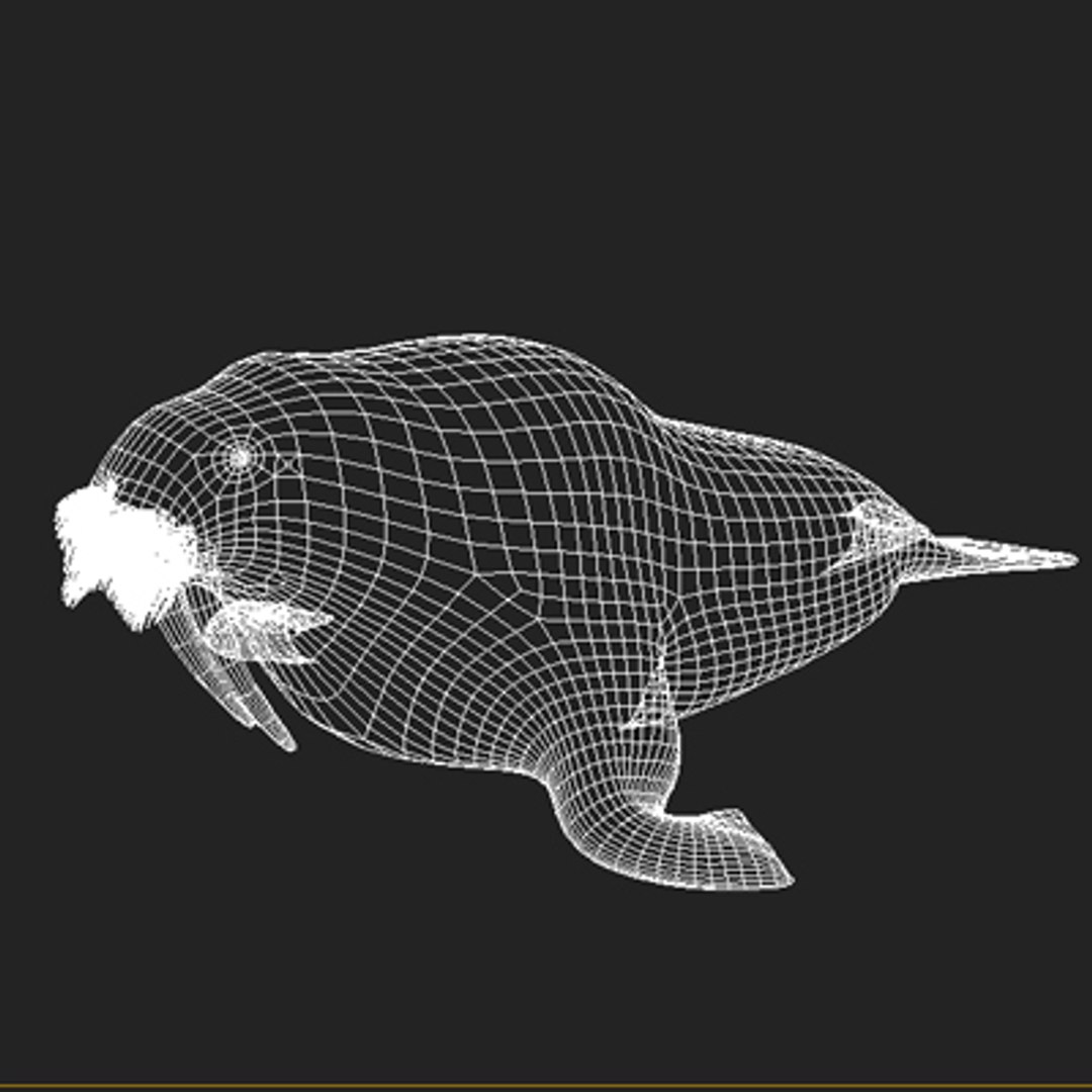 3d Walrus Large Flippered