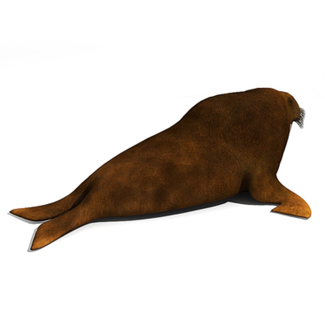 3d Walrus Large Flippered