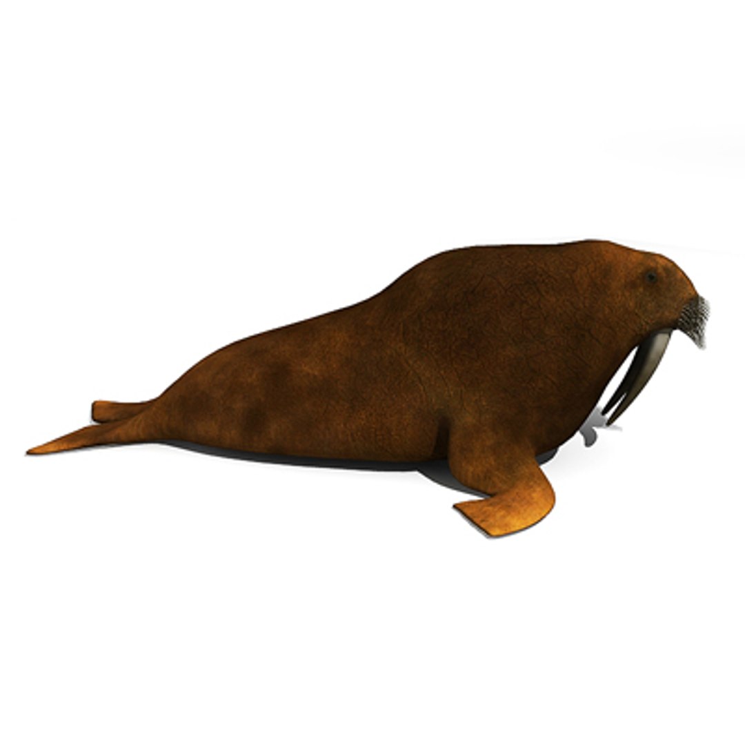 3d Walrus Large Flippered