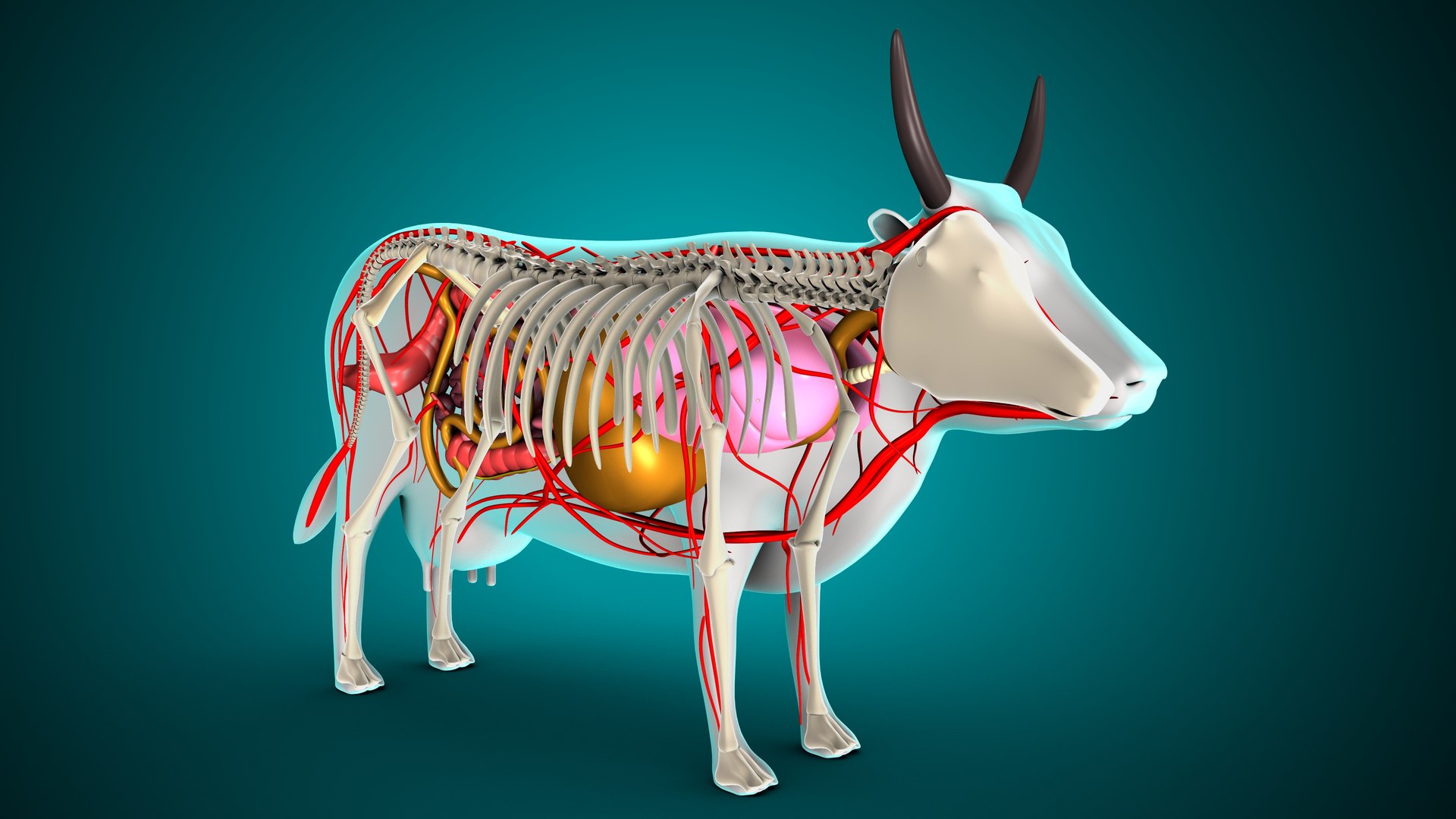 3D Cow Digestive System Anatomy Model - TurboSquid 2328060