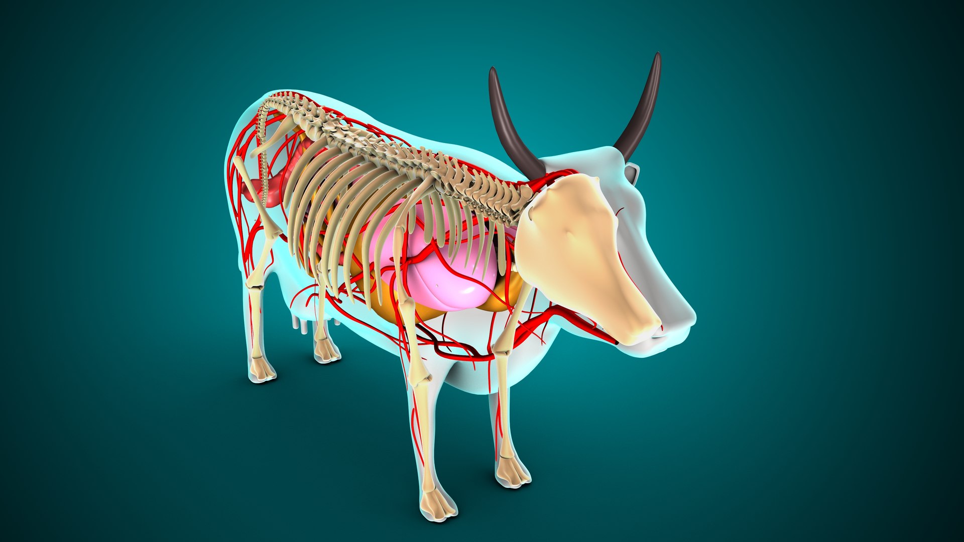 3D Cow Digestive System Anatomy Model - TurboSquid 2328060