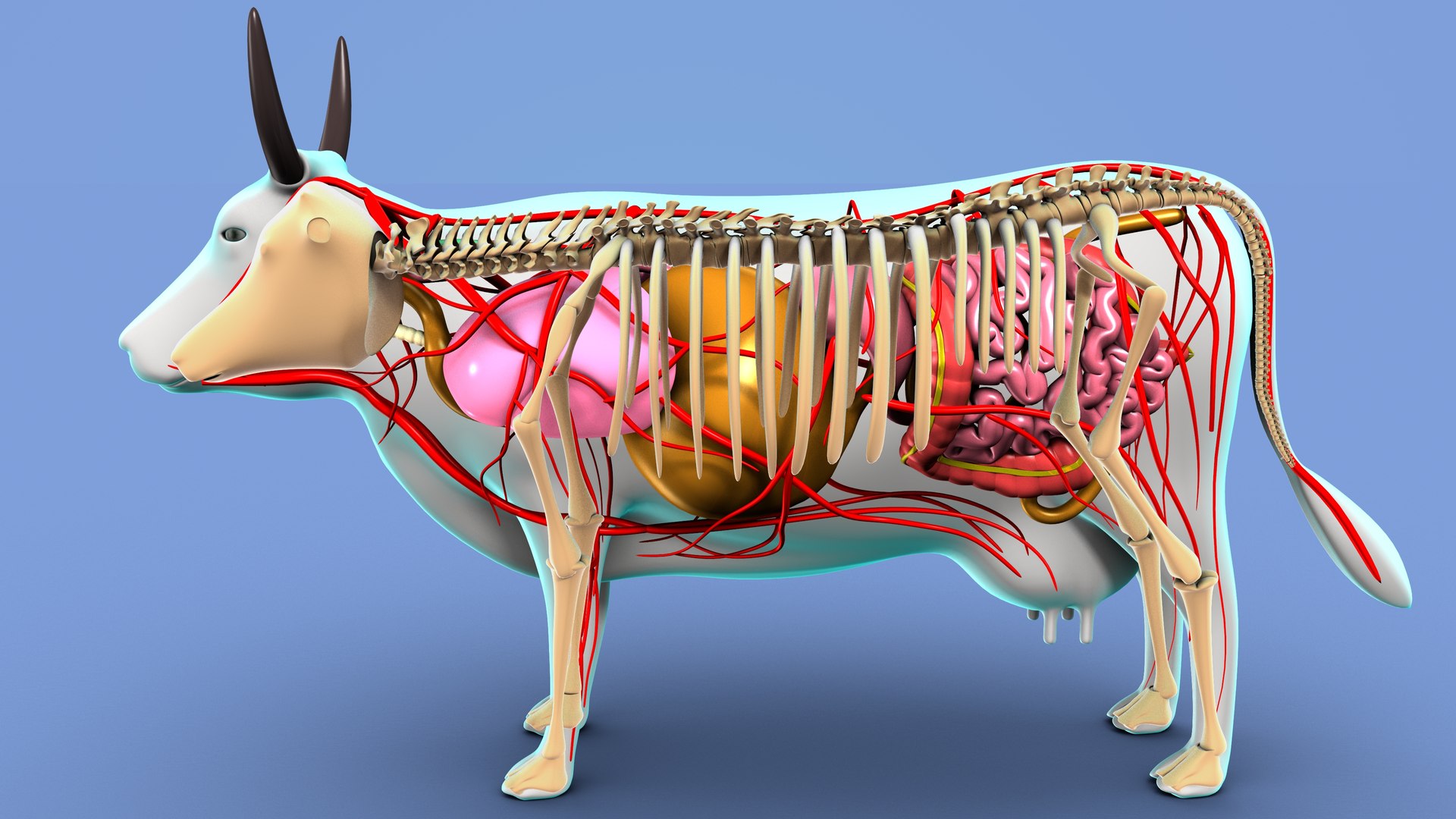3D Cow Digestive System Anatomy Model - TurboSquid 2328060