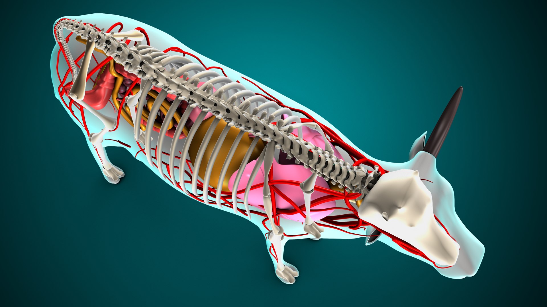 3D Cow Digestive System Anatomy Model - TurboSquid 2328060