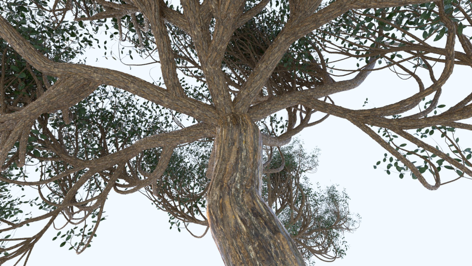 Tree Model - TurboSquid 1645118