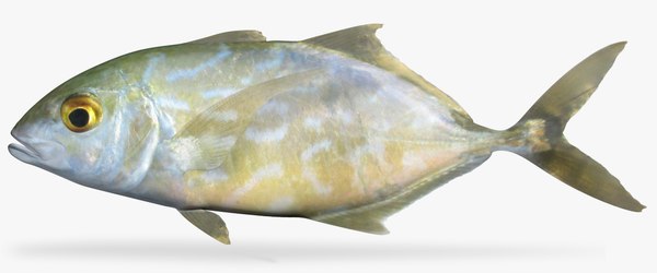 Yellow jack 3D - TurboSquid 1165954