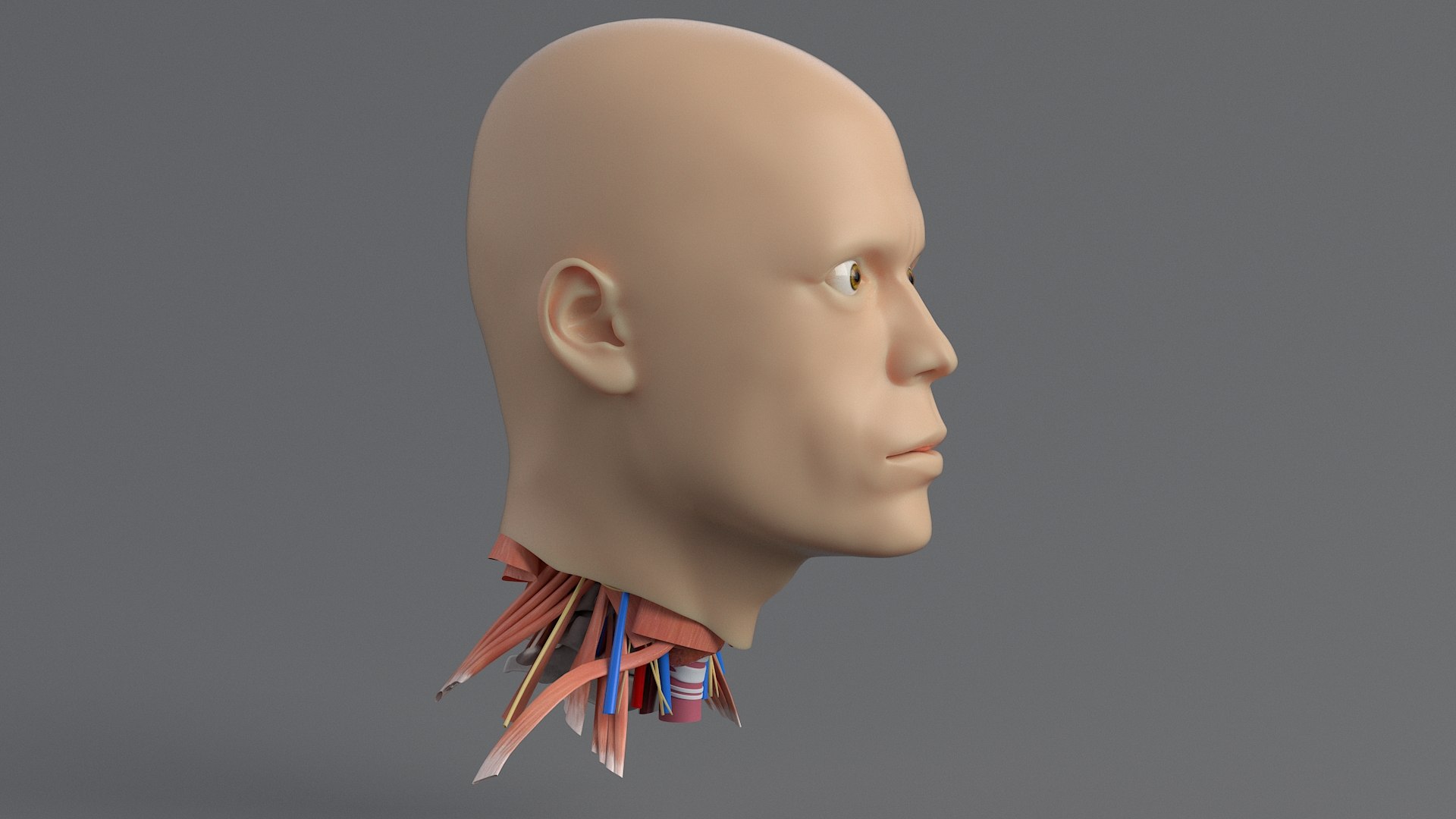 3D human head anatomy model - TurboSquid 1562236