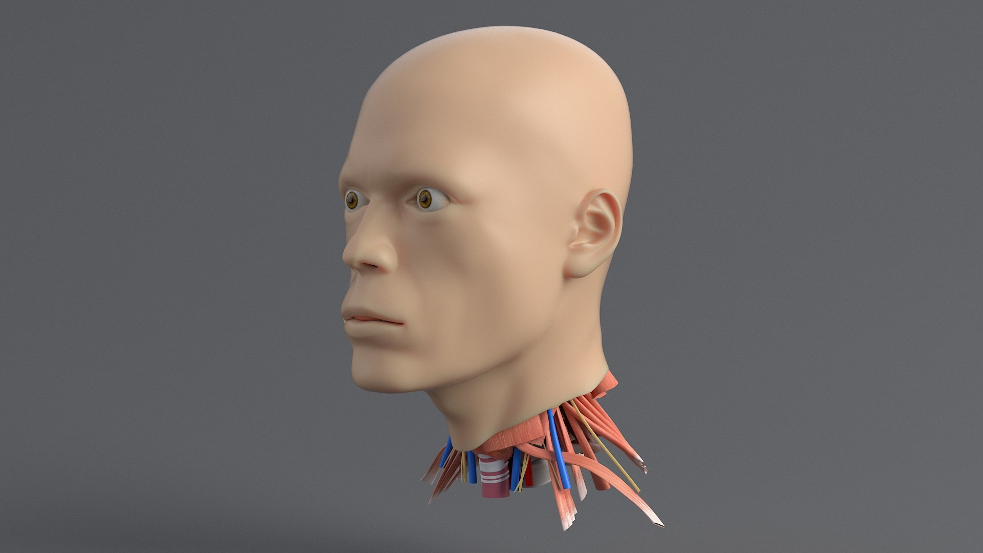 3D human head anatomy model - TurboSquid 1562236