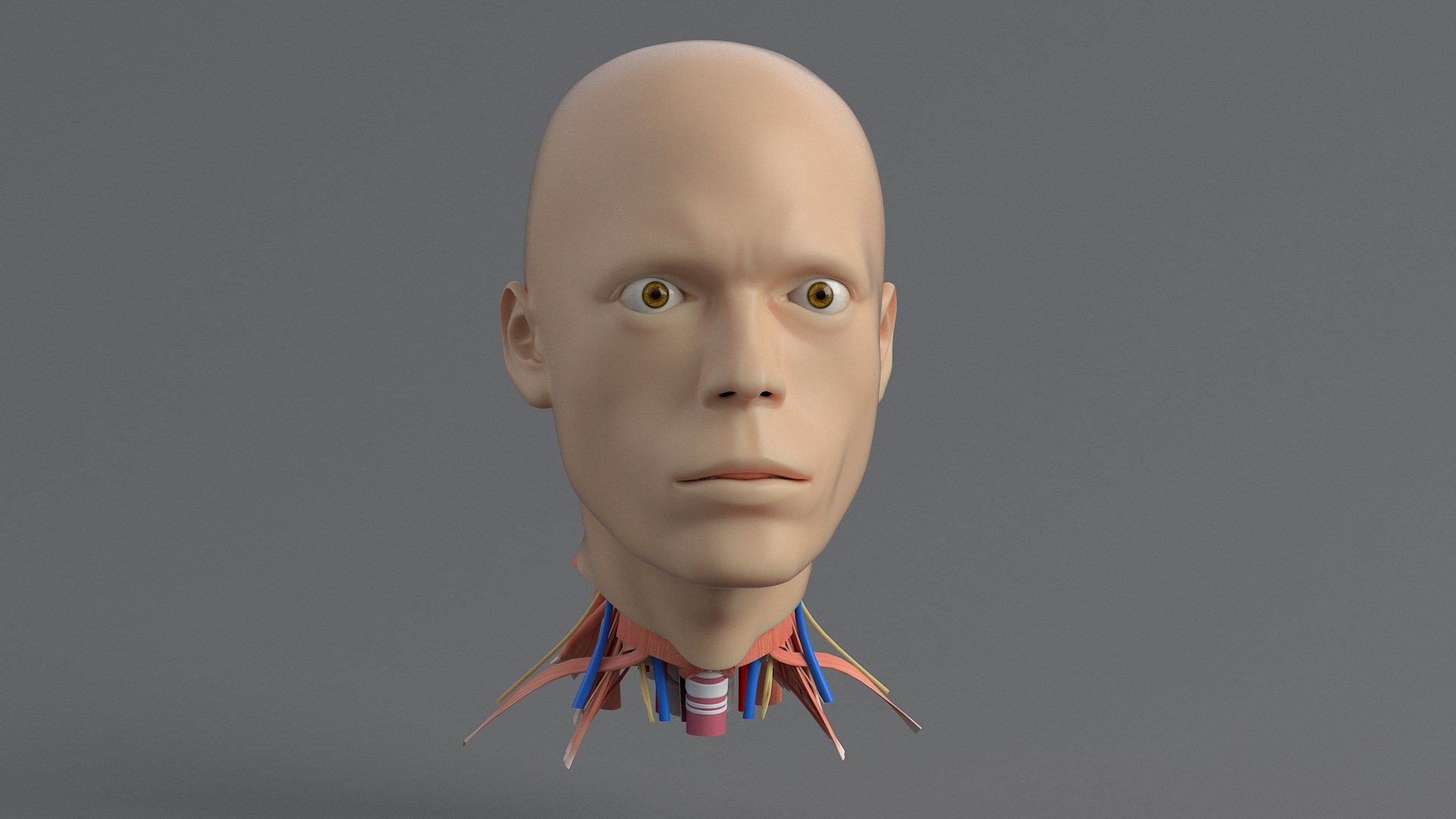 3D human head anatomy model - TurboSquid 1562236
