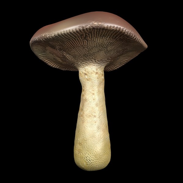 Free 3D Mushroom Models | TurboSquid