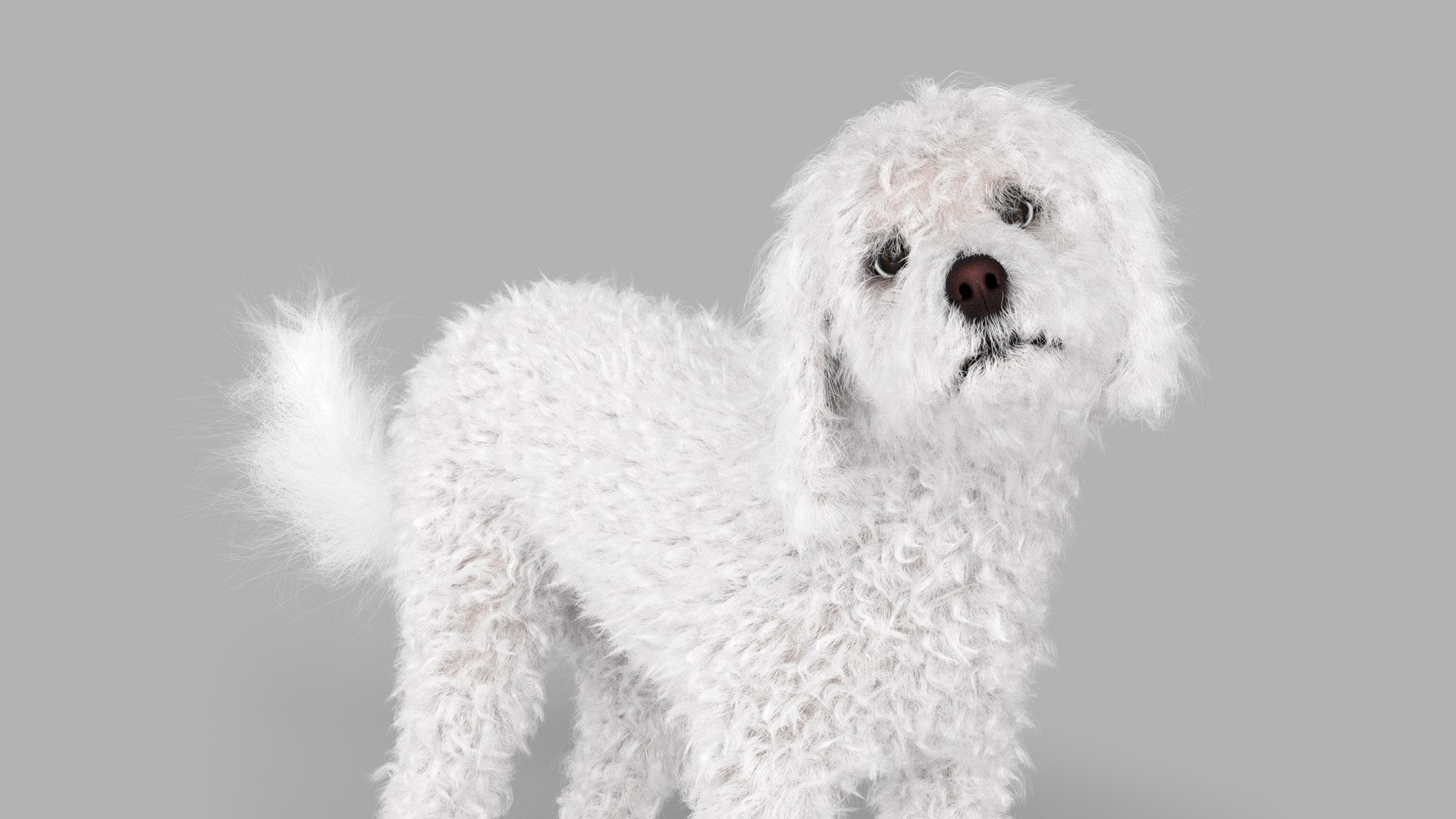 3D Retrodoodle Dog Fur Model - TurboSquid 2304428