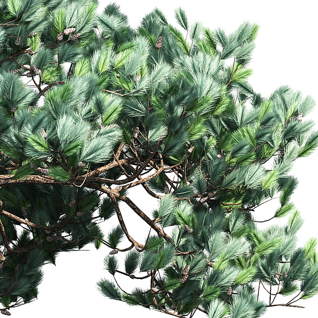 Pine 2 3D Model - TurboSquid 1650381