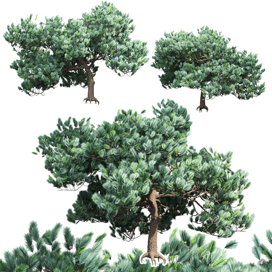 Pine 2 3D Model - TurboSquid 1650381