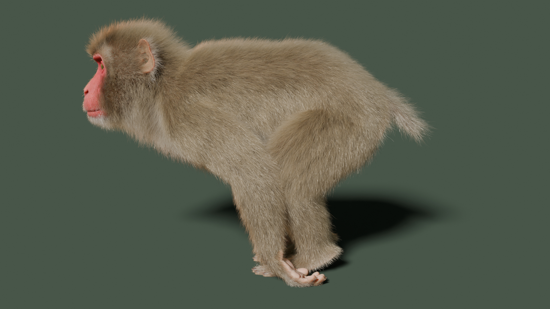 3D Wild Monkey Model - TurboSquid 2293351