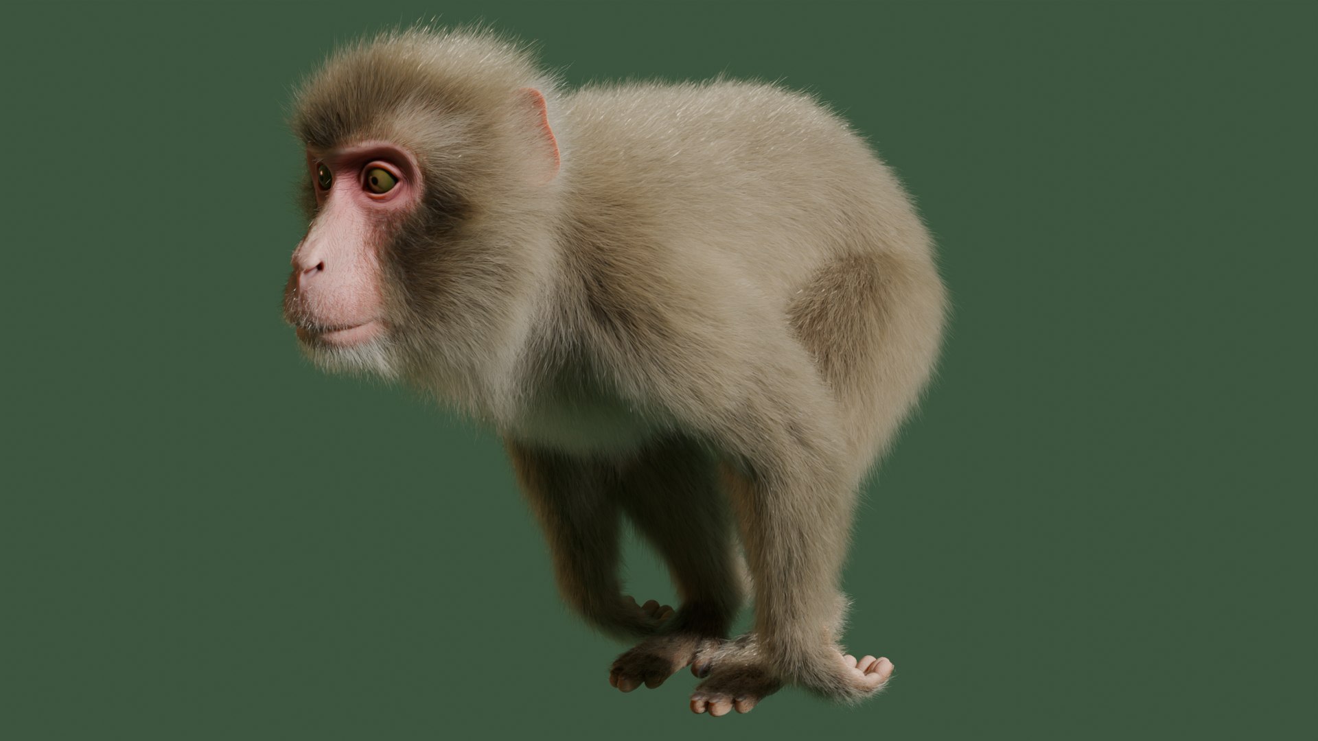 3D Wild Monkey Model - TurboSquid 2293351