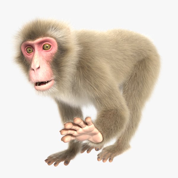 Monkey Blender Models for Download | TurboSquid