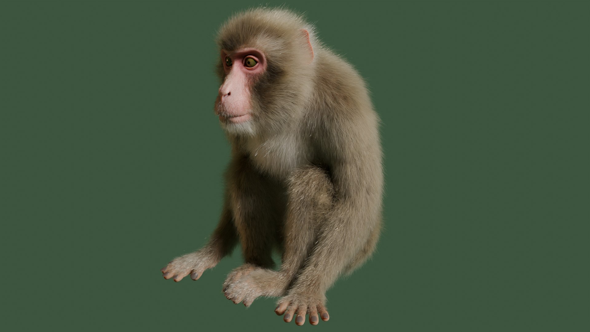 3D Wild Monkey Model - TurboSquid 2293351