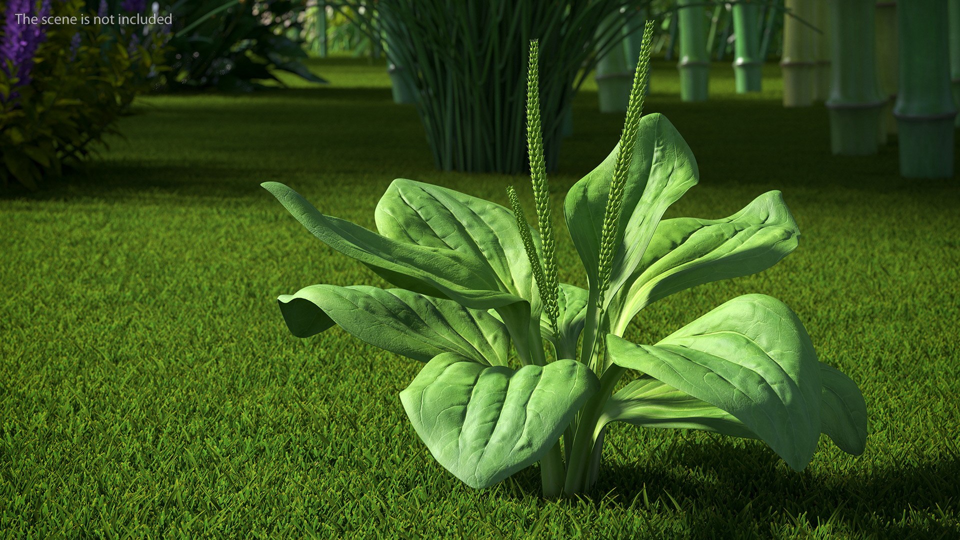 Realistic Broadleaf Plantain Plant 3D Model - TurboSquid 2223359