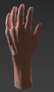 Hand 3D Models for Download | TurboSquid