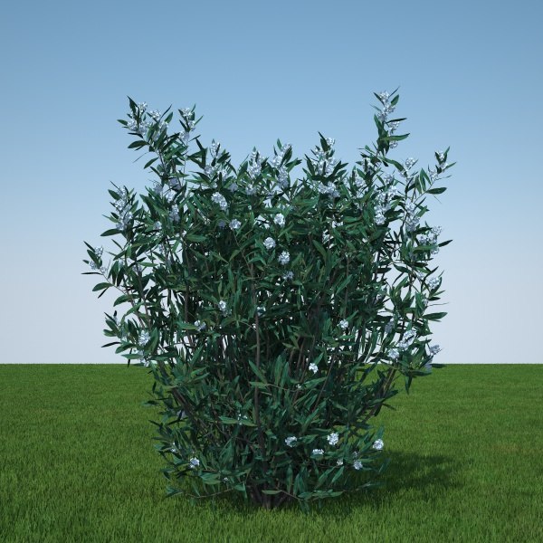 3D Oleander Models | TurboSquid