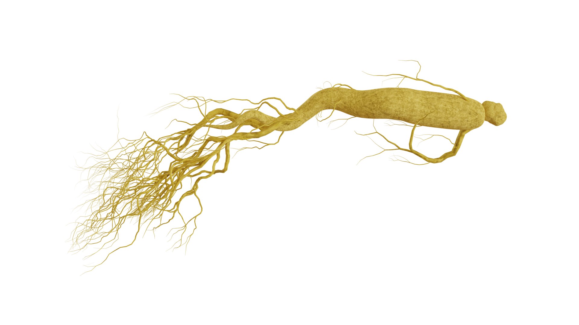 3D Model Root Ginseng - TurboSquid 1687973