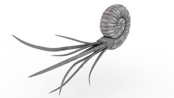 Ammonite 3d 3D 모델 - TurboSquid 1945854