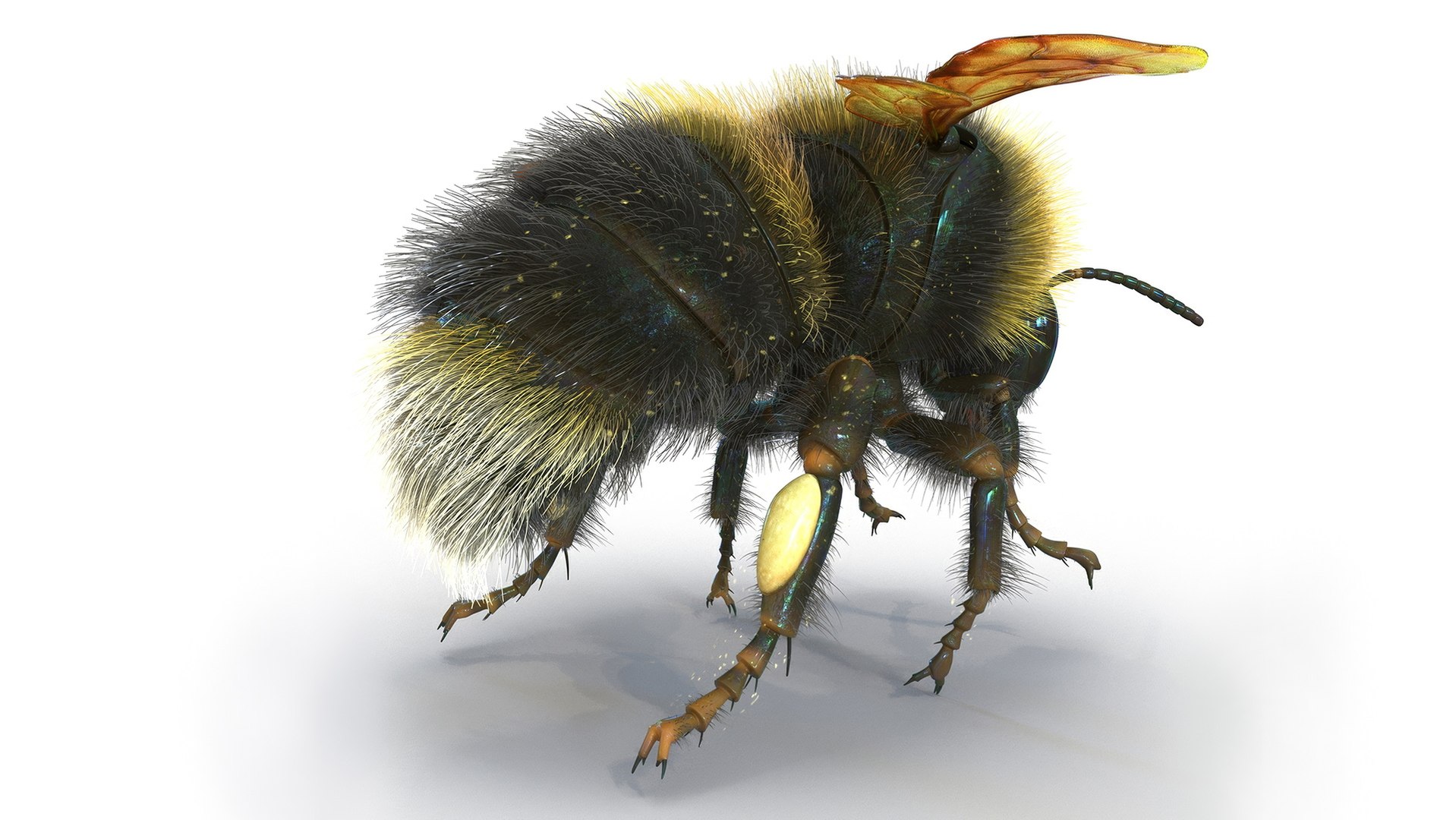 Realistic Bumblebee Insect Fur Rigged 3D - TurboSquid 2290416