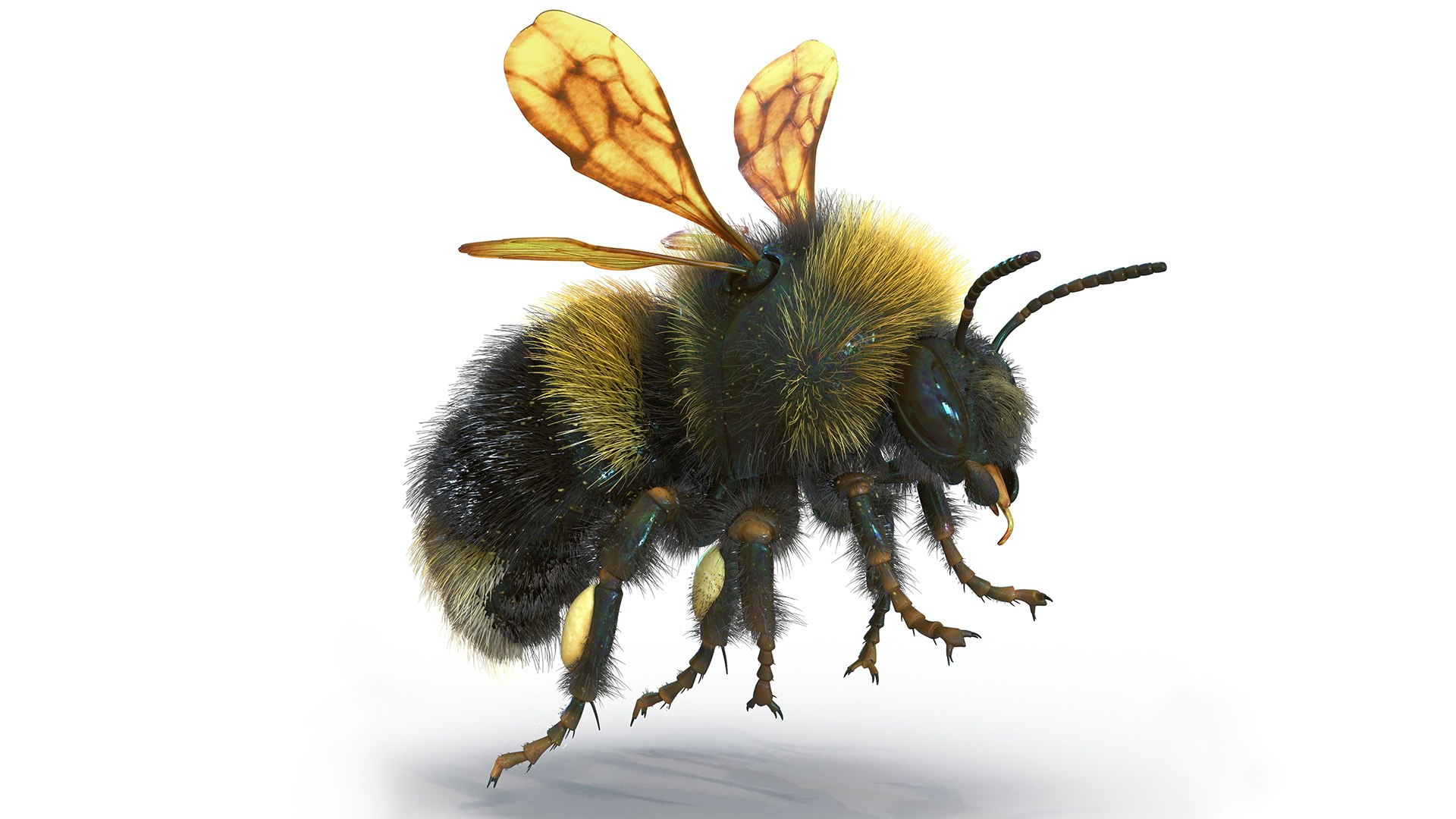 Realistic Bumblebee Insect Fur Rigged 3D - TurboSquid 2290416