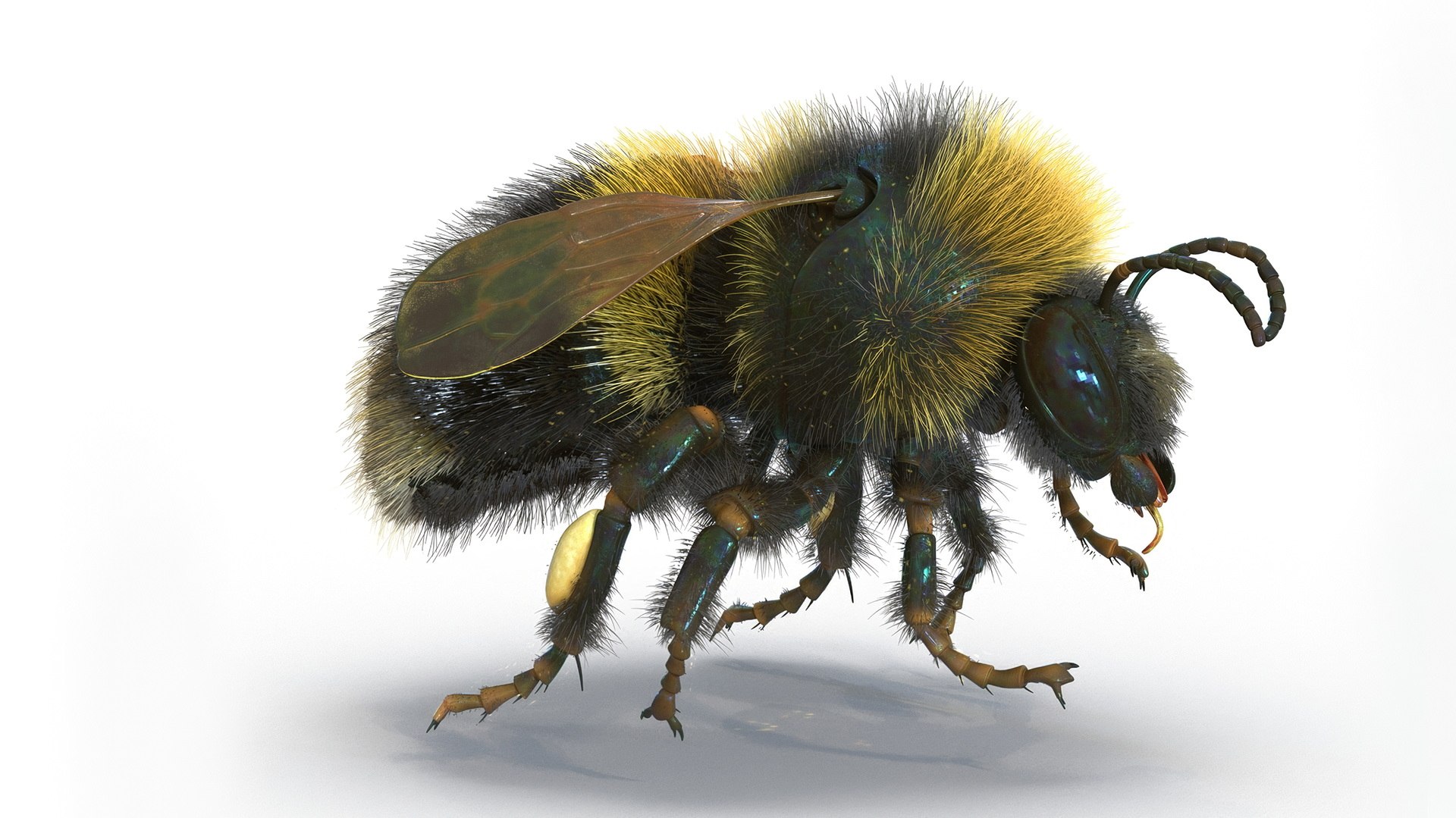 Realistic Bumblebee Insect Fur Rigged 3D - TurboSquid 2290416
