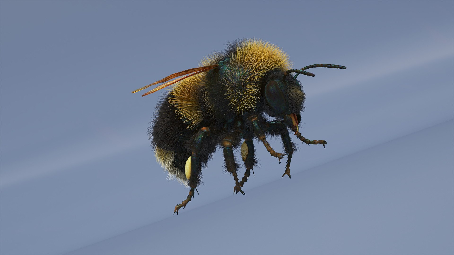 Realistic Bumblebee Insect Fur Rigged 3D - TurboSquid 2290416
