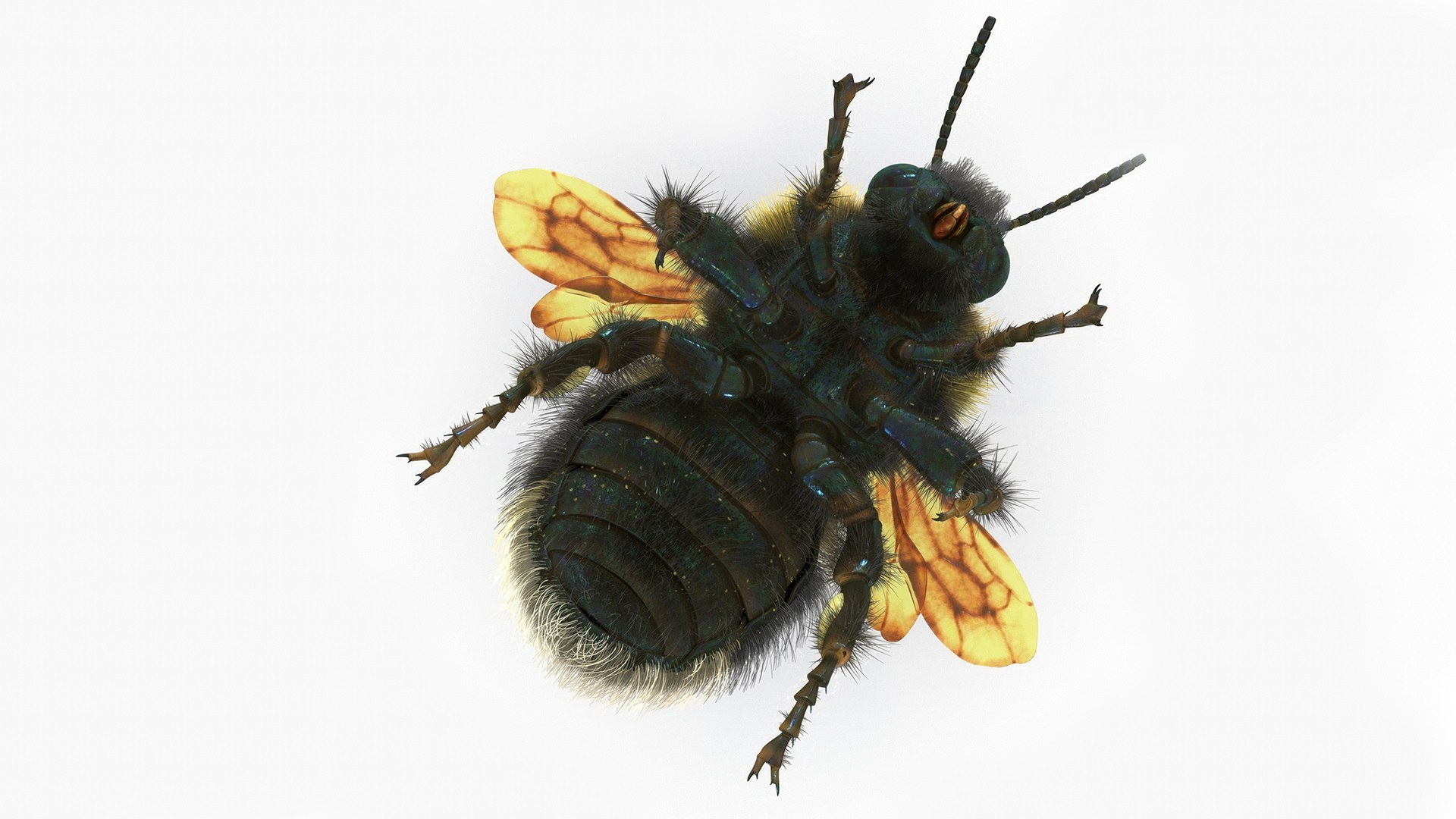 Realistic Bumblebee Insect Fur Rigged 3D - TurboSquid 2290416